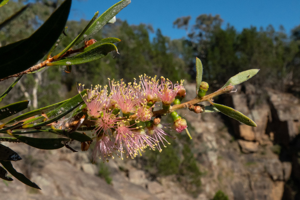 river bottlebrush from Beechworth VIC 3747, Australia on March 03, 2021 ...