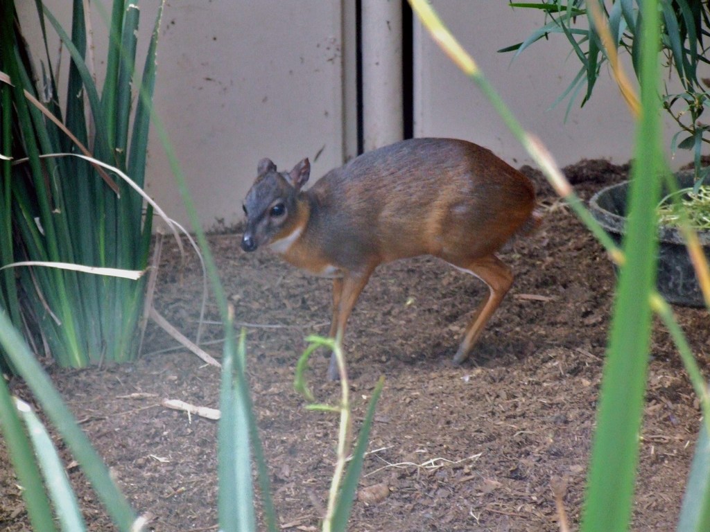 Royal Antelope (Neotragus pygmaeus) - Know Your Mammals