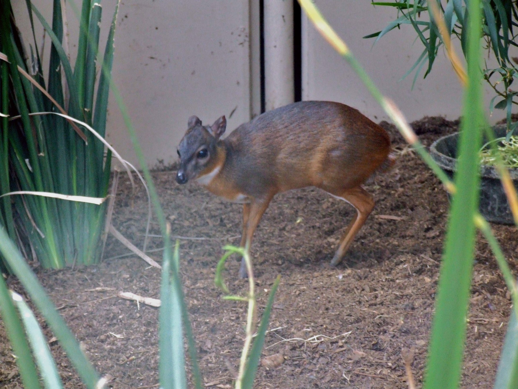 Baby Royal Antelope