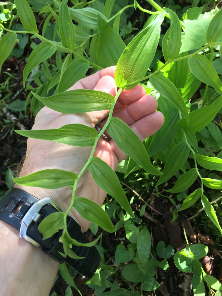 rose twisted-stalk from Swain, Great Smoky Mountains National Park ...
