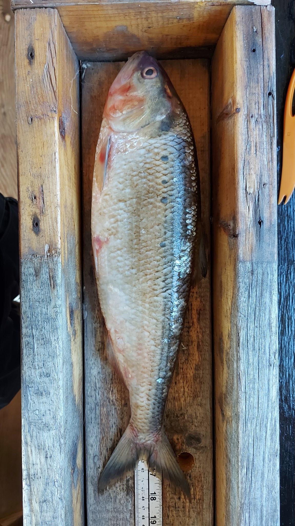 Alosa sapidissima (Wilson, 1811)