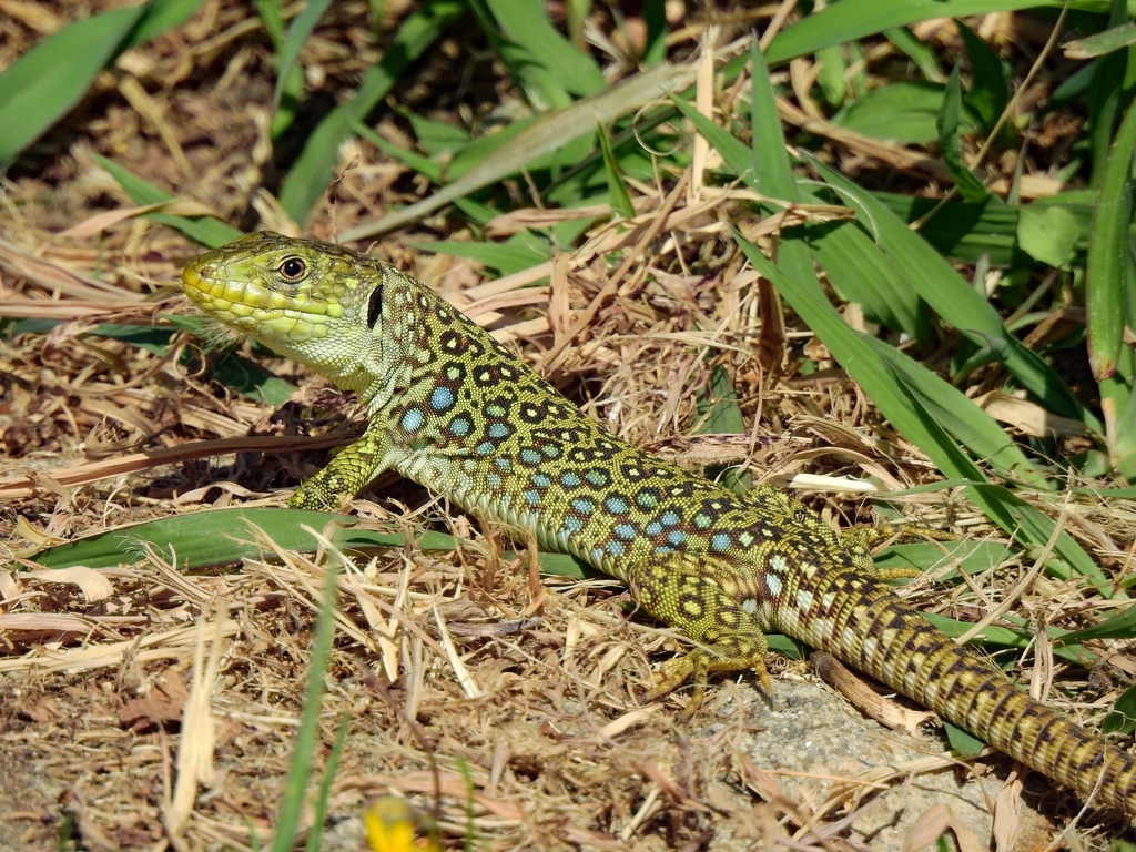 Ocellated lizard from 2810-262 Almada, Portugal on May 17, 2021 at 10: ...
