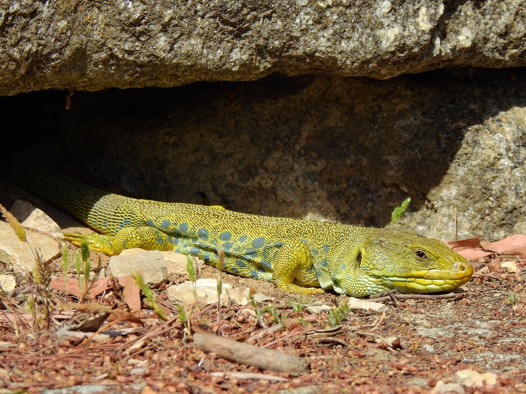 Ocellated lizard from 2810-262 Almada, Portugal on May 17, 2021 at 10: ...