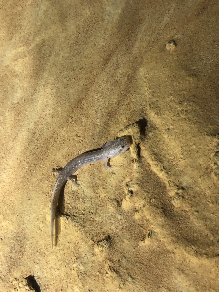 Southern Grotto Salamander in May 2021 by lccrenshaw17. Quite far ...