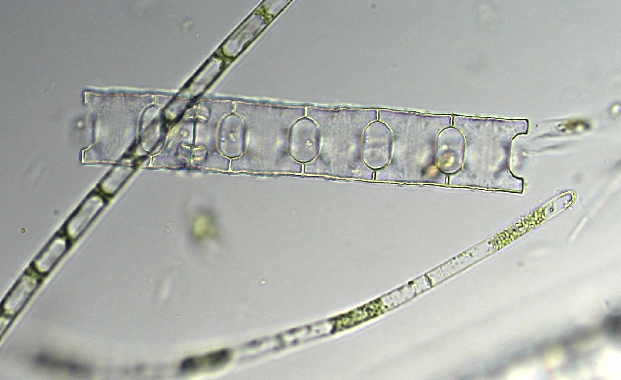 Desmidium C.Agardh ex Ralfs, 1848