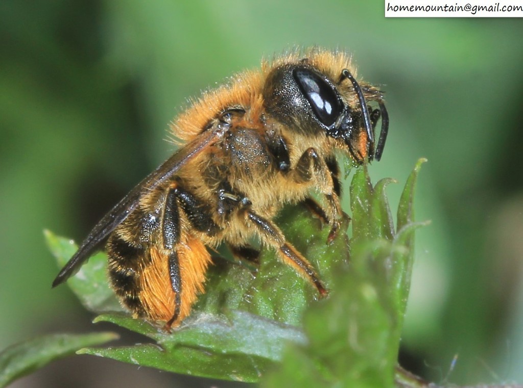 Osmia satoi in April 2021 by Homemountain/Shan Gui. small, body length ...