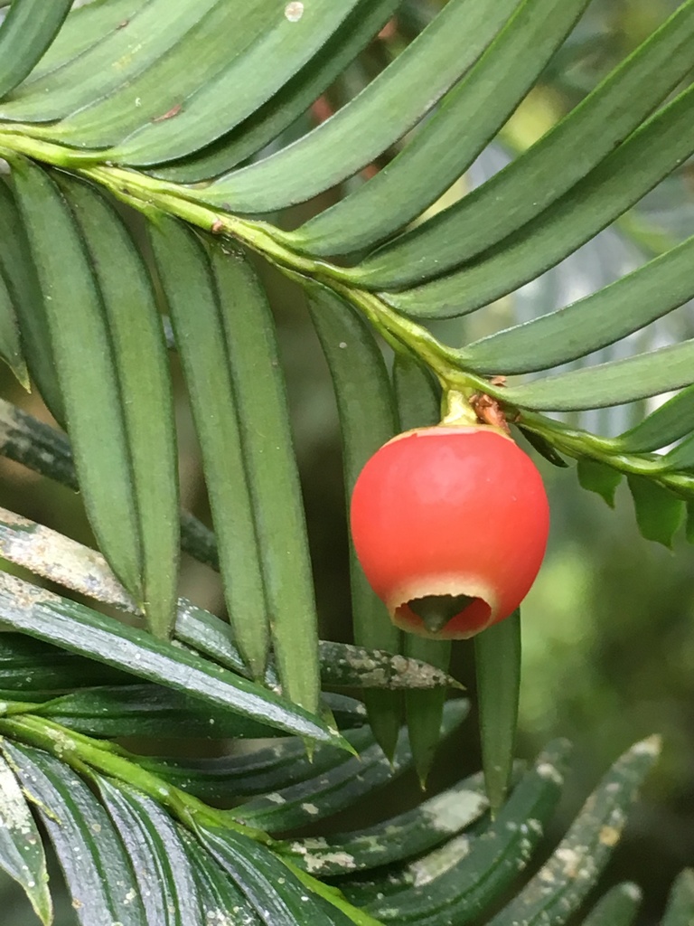 Mexican yew from Acajete, Ver., México on October 12, 2017 at 12:35 PM ...