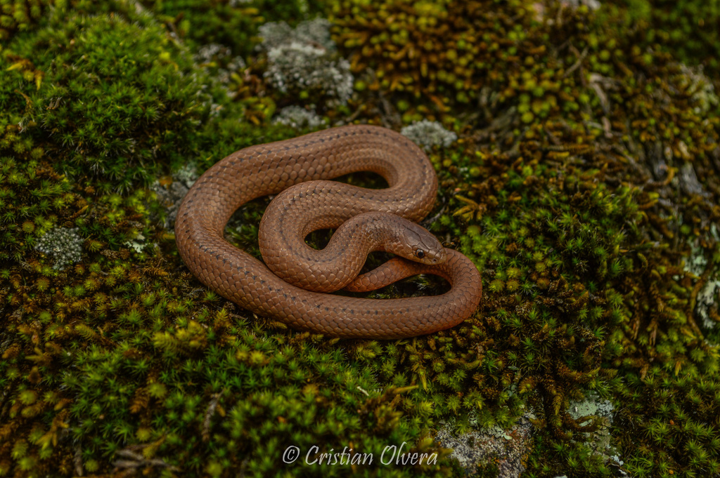 Lined Tolucan Ground Snake in June 2015 by Cristian Olvera · iNaturalist