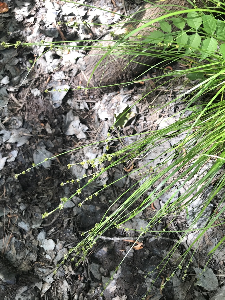 rosy sedge from Sandy Point State Forest, West Point, VA, US on May 17 ...