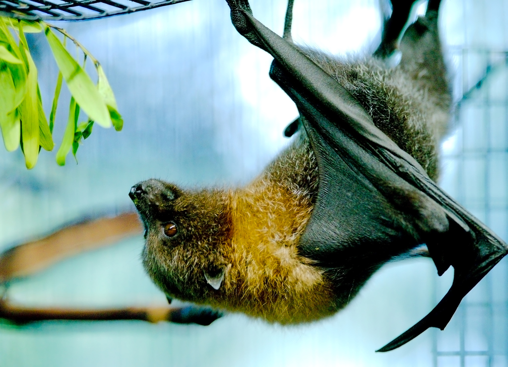 Rodrigues Flying-fox (Pteropus rodricensis) - Know Your Mammals