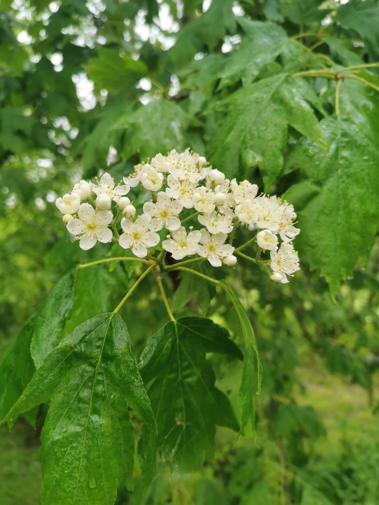 Wild Service-tree from London N17 6HG, UK on May 13, 2021 at 11:37 AM ...