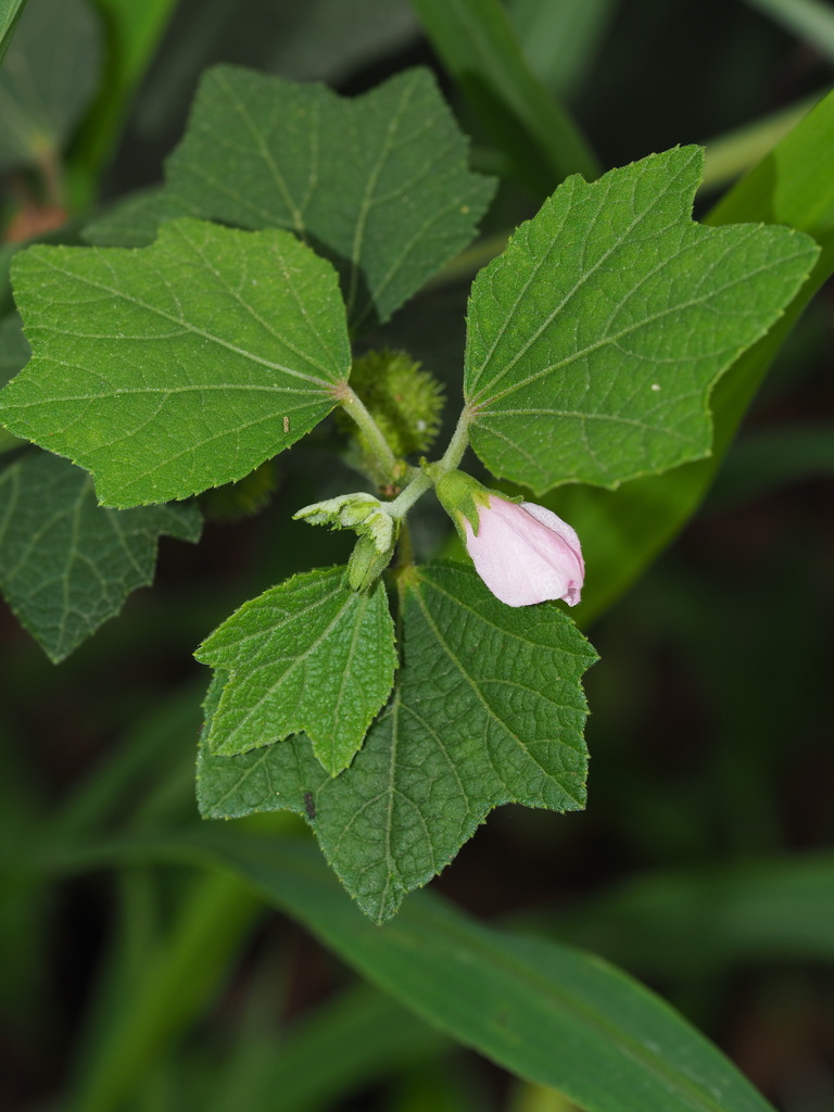 Caesar weed (Urena lobata) - Botanical Realm