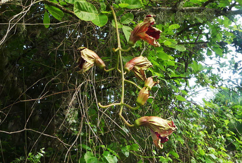 Sausage tree from North Uthungulu, Afrique du Sud on November 13, 2019 ...