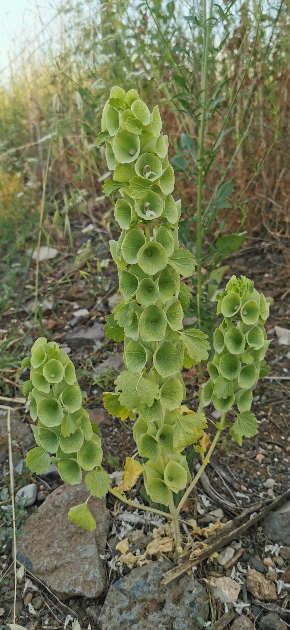 Moluccella laevis L.