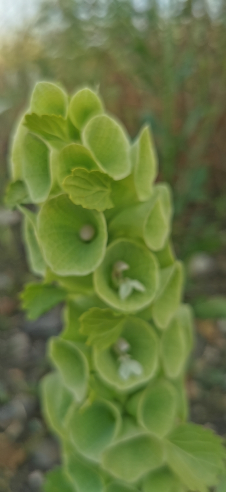 Moluccella laevis L.