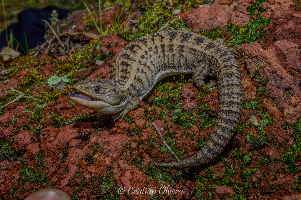 Lagartija alicante neovolcánico (Reptiles del Parque de los Dinamos ...