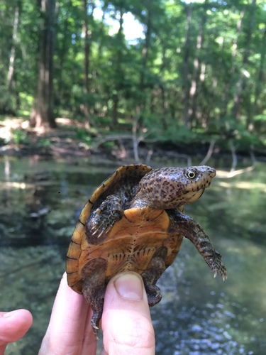 Loggerhead Musk Turtle (Subspecies Sternotherus minor minor) · iNaturalist