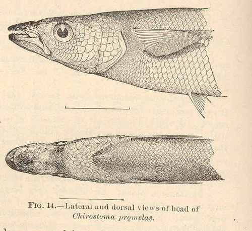 Blacknose Silverside (Chirostoma promelas) · iNaturalist