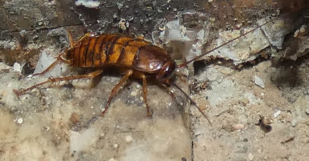 American Cockroach from Unnamed Road, Kuwait on May 17, 2021 at 08:22 ...