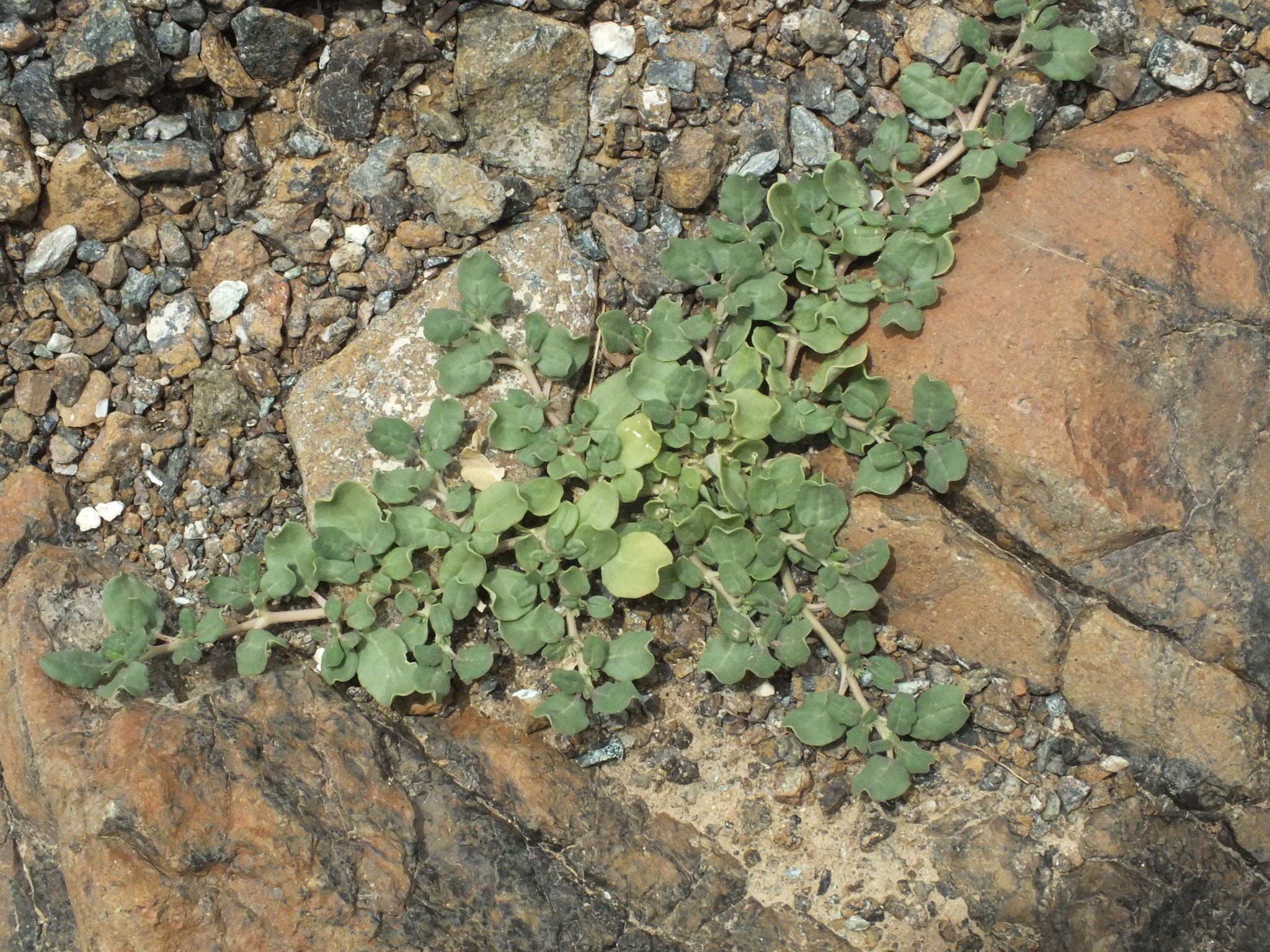 Zaleya pentandra (L.) C.Jeffrey