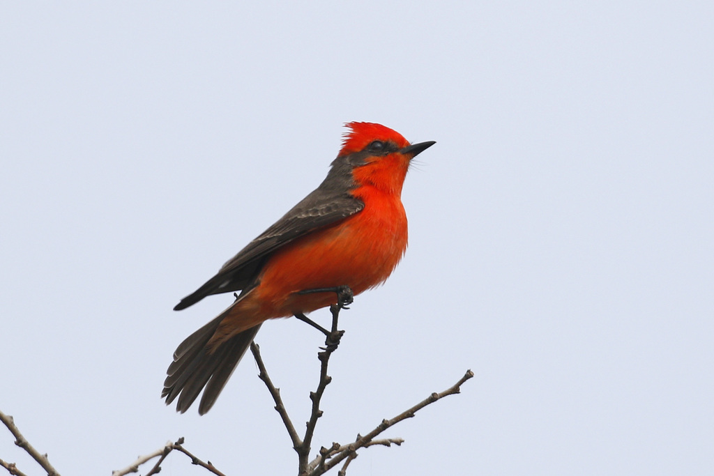 Vermilion Flycatcher from Maxwell, CA 95955, USA on January 13, 2018 at ...