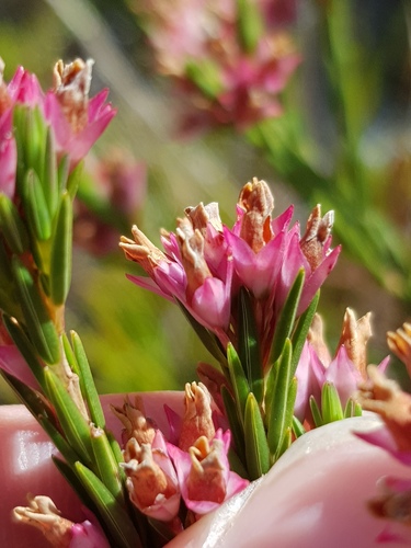 Observations by muisvoel · iNaturalist