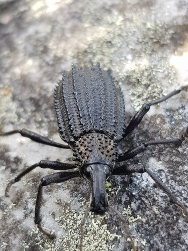 Observations by muisvoel · iNaturalist