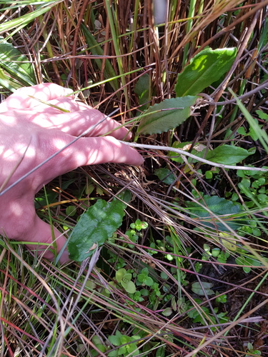 Observations by muisvoel · iNaturalist