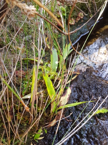 Observations by muisvoel · iNaturalist