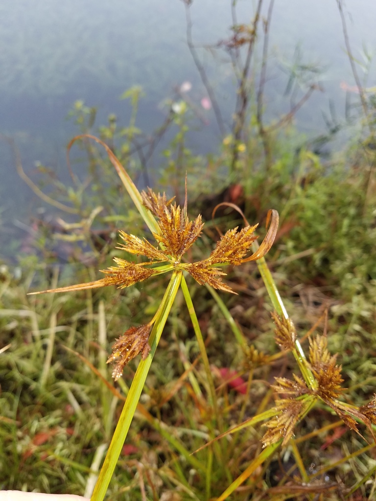 Cyperus polystachyos texensis from Southwest Orlando, Orlando, FL, USA ...
