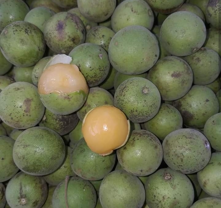 Melicoccus oliviformis from Felipe Carrillo Puerto, Q.R., México on May ...