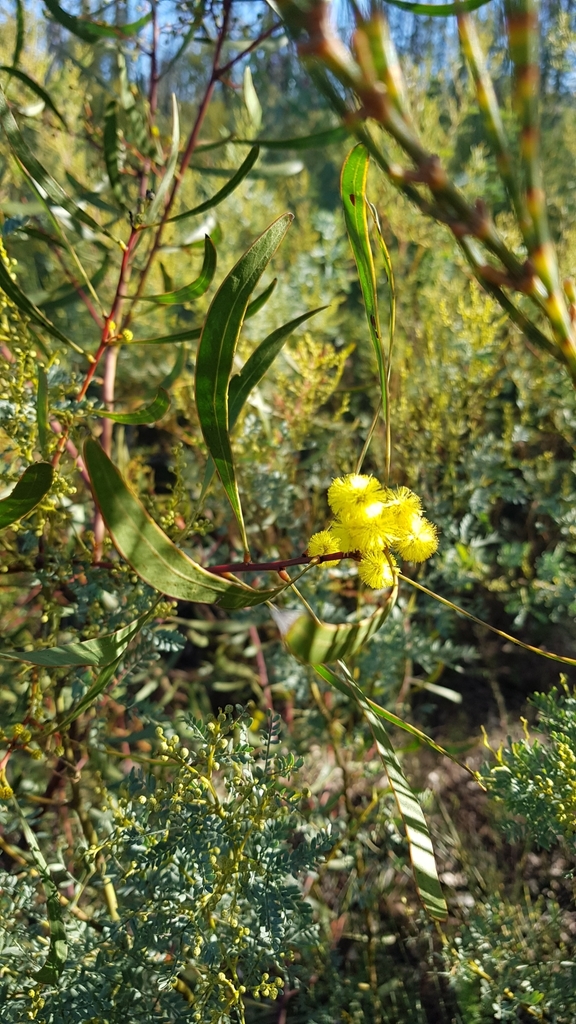 Phyllodineae from Turill NSW 2850, Australia on May 17, 2021 at 02:48 ...