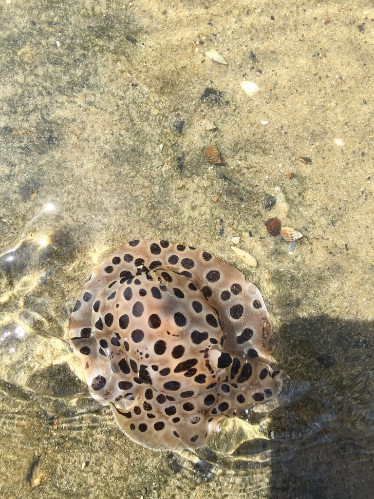Moon-headed Sidegill Slug from Bermagui NSW 2546, Australia on January ...