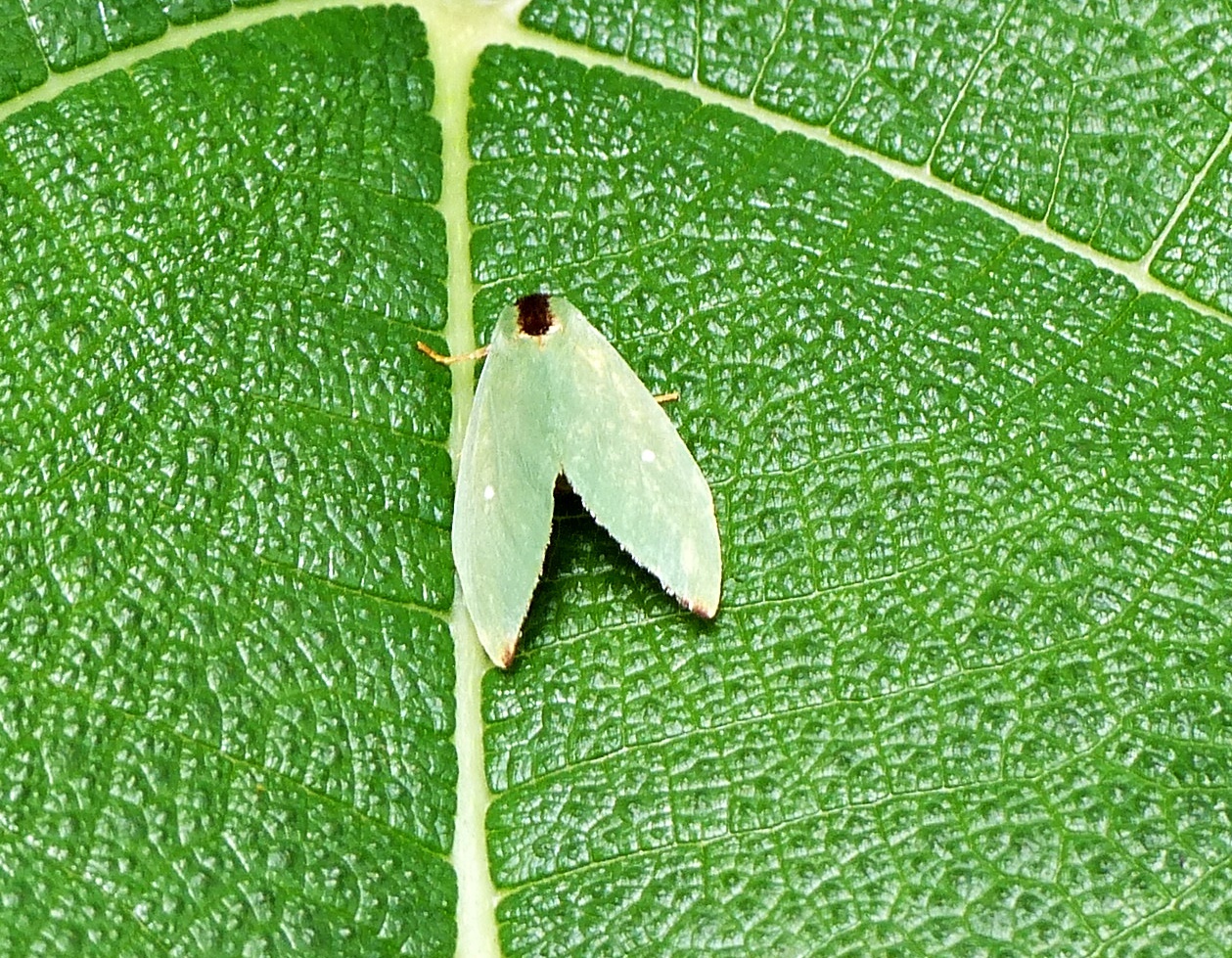 Rosema zelica Stoll, 1790