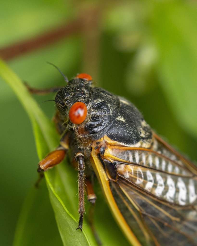 Pharaoh Cicada from Mt Tabor Rd, Gambrills, MD, US on May 17, 2021 at ...