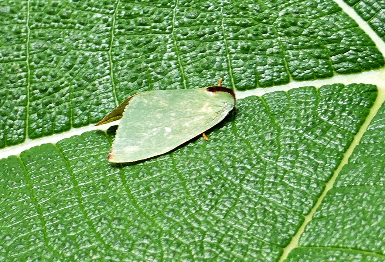 Rosema zelica Stoll, 1790