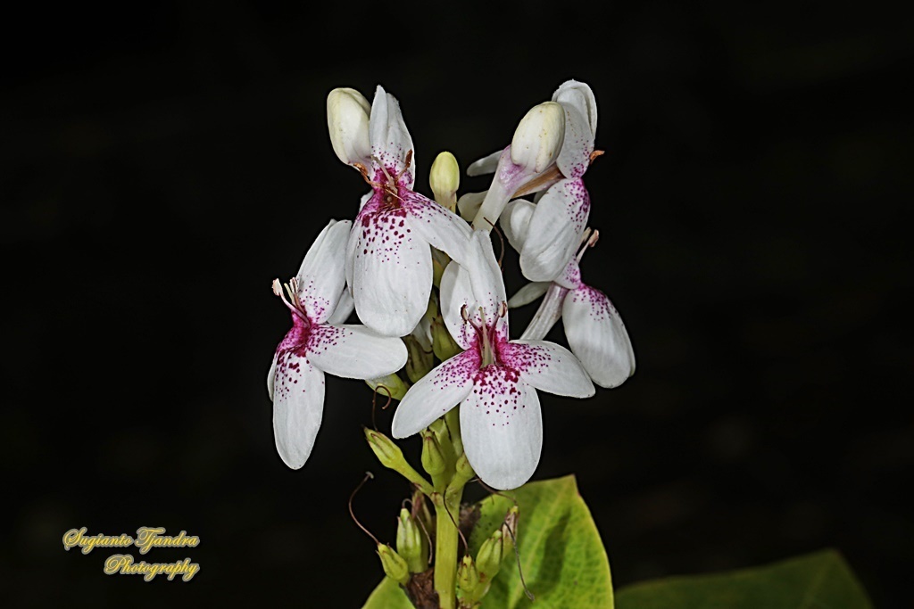 Yellow-Vein Eranthemum (Pseuderanthemum maculatum) - Botanical Realm