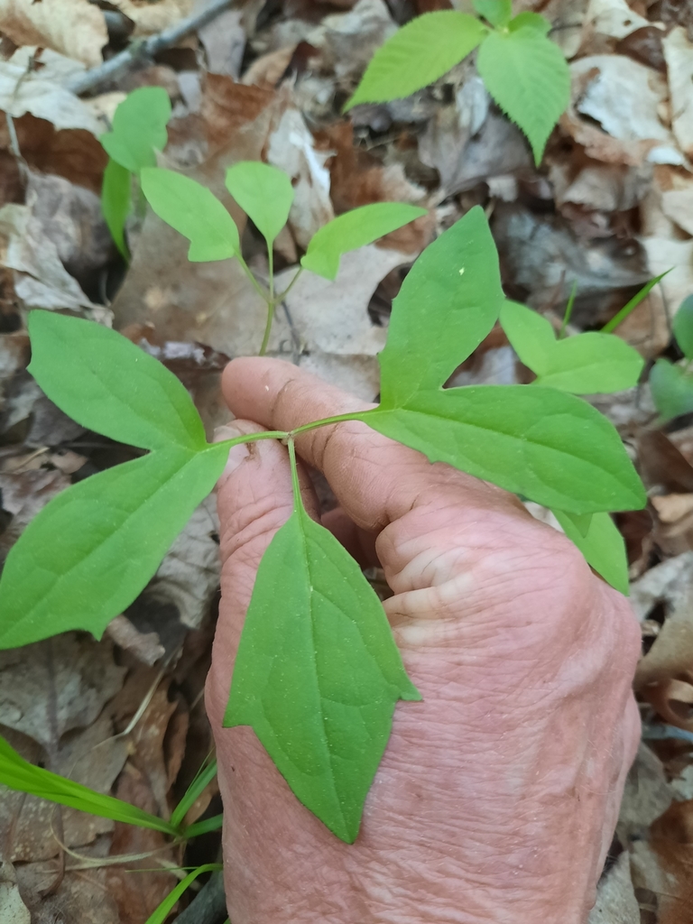 three-leaved rattlesnake root in May 2021 by peakaytea · iNaturalist