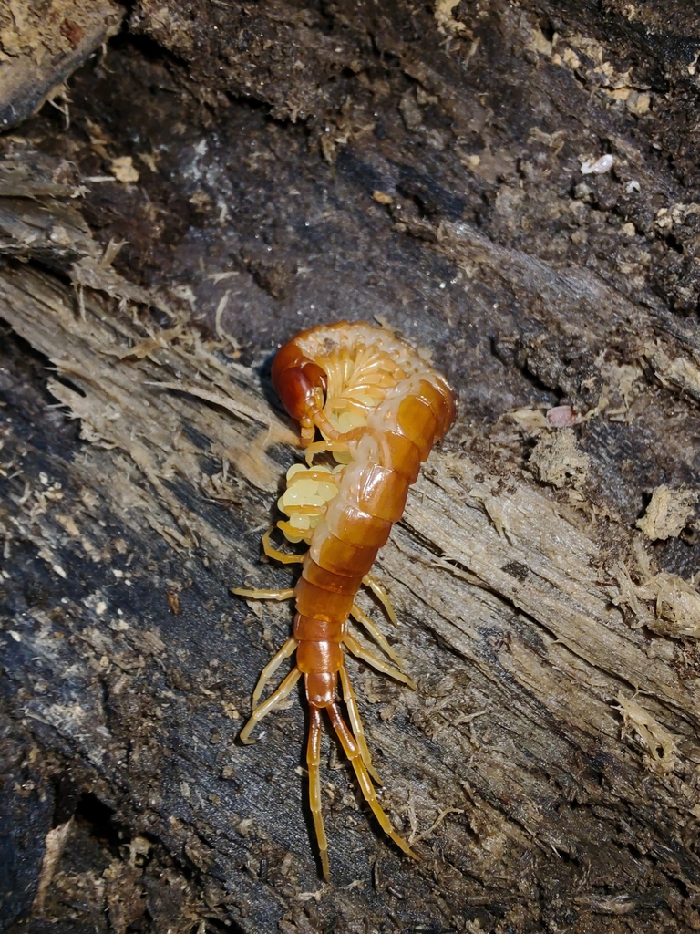 Eastern Red Centipede in May 2021 by Helen A. Czech. With eggs ...