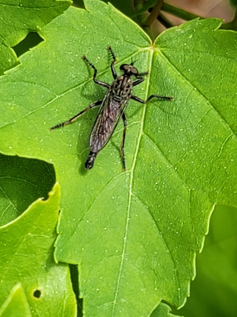 Machimus from Upper Creek, NC, USA on May 17, 2021 at 03:05 PM by snail ...