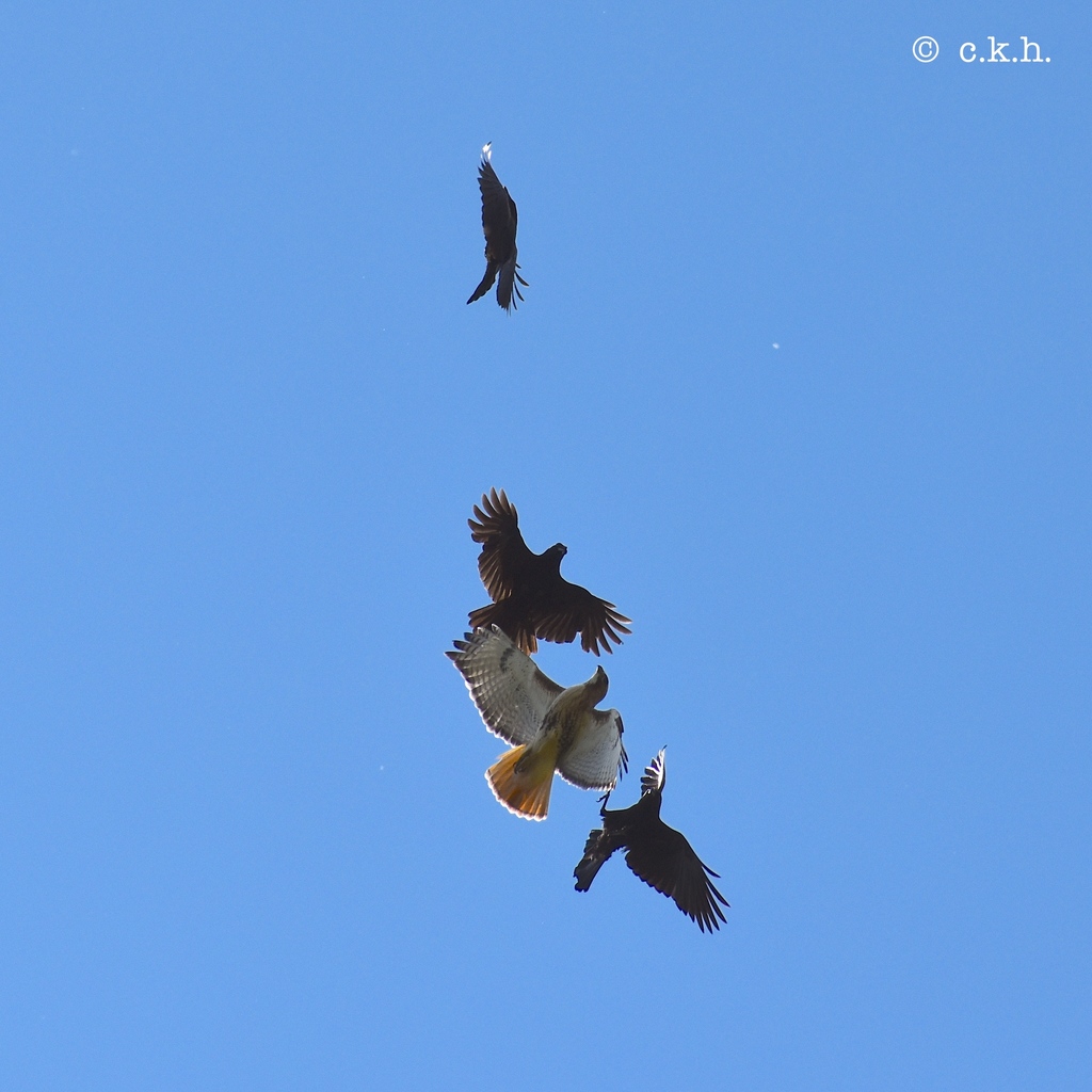 Red-tailed Hawk from Townshend, VT, USA on May 17, 2021 at 11:29 AM by ...