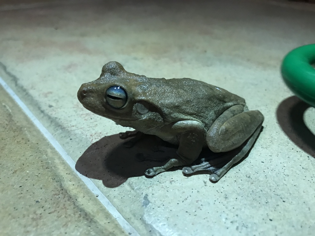 Banana Tree Dwelling Frog from Decameron, Провинция де Кокле, PA on May ...