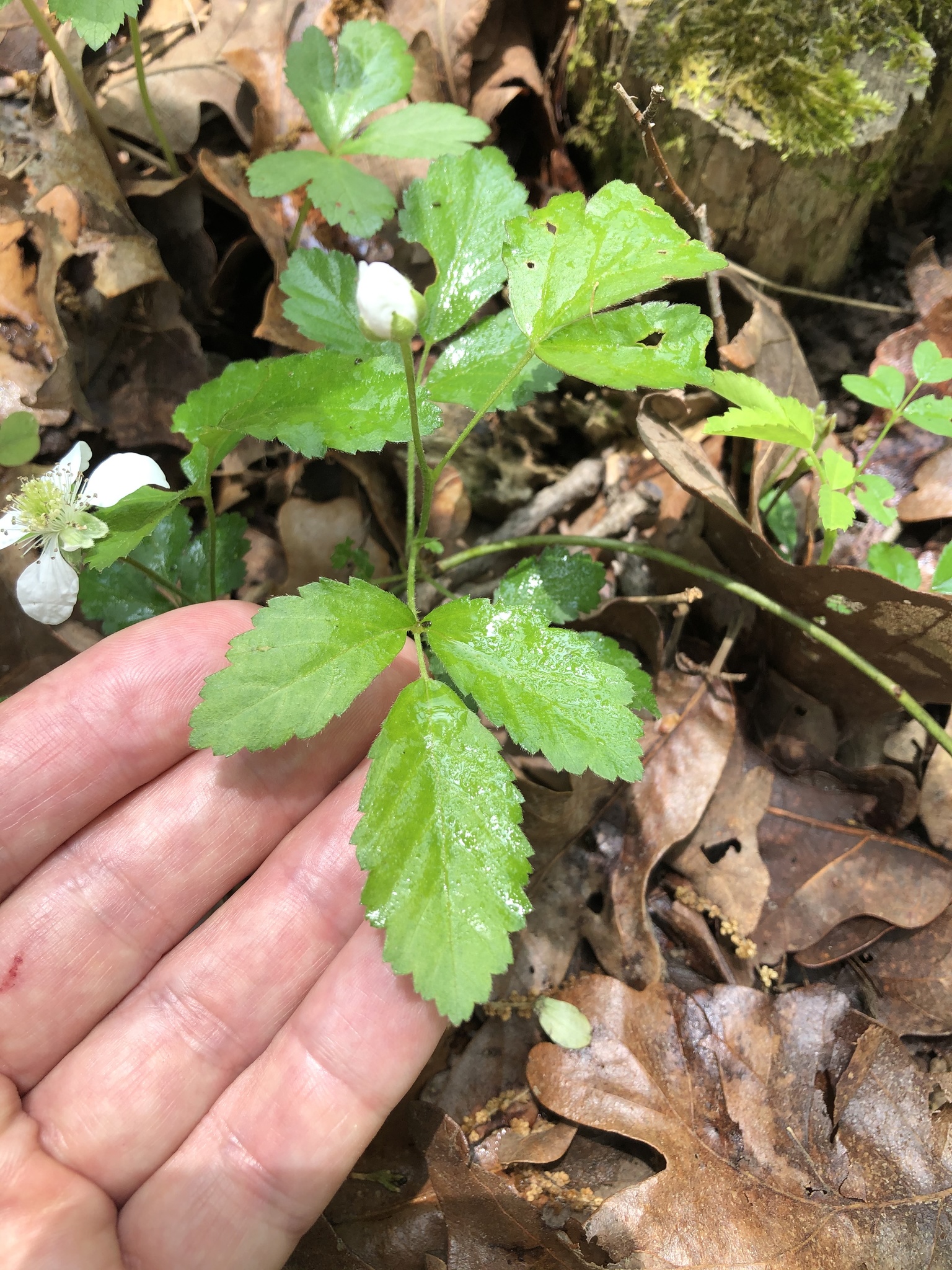 Rubus aboriginum Rydb.