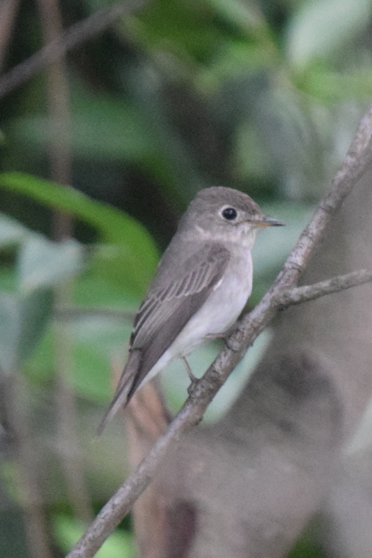 Asian Brown Flycatcher (Birds of Singapore) · iNaturalist