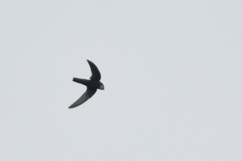 House Swift (Birds of Singapore) · iNaturalist