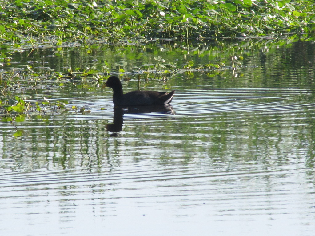 Red-fronted Coot from Laguna de rocha on February 25, 2018 at 09:01 AM ...