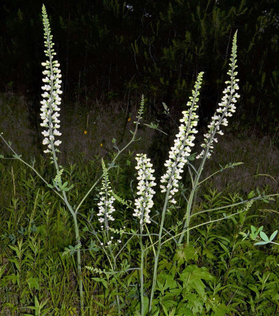 white wild indigo (Plants of the St. Olaf Natural Lands) · iNaturalist