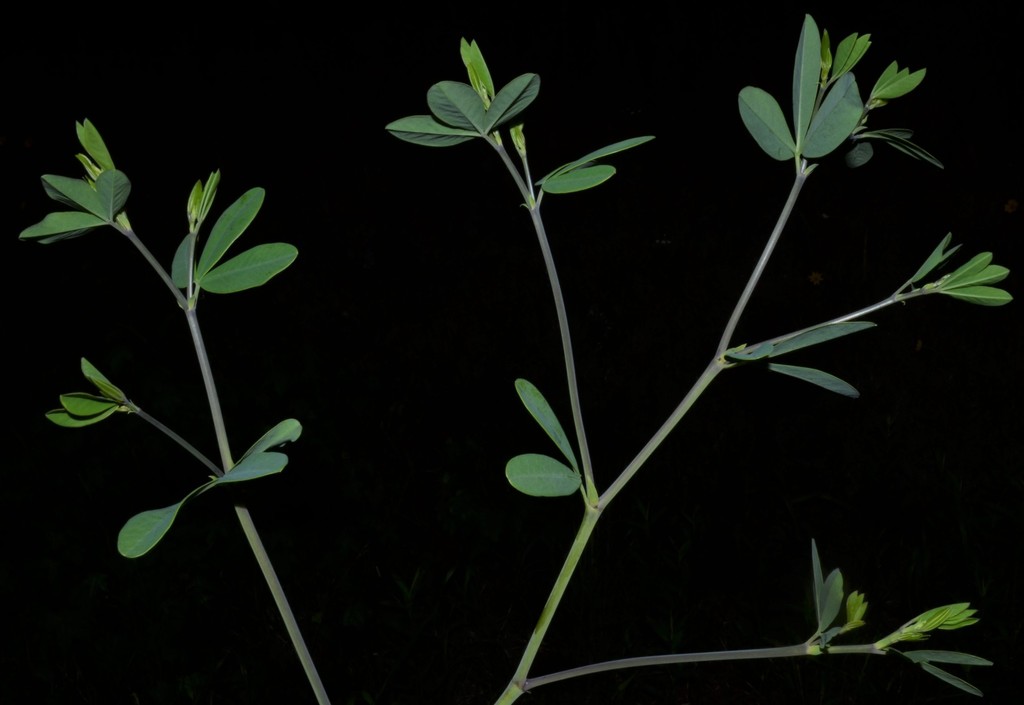 white wild indigo (Arkansas, Saline) · iNaturalist