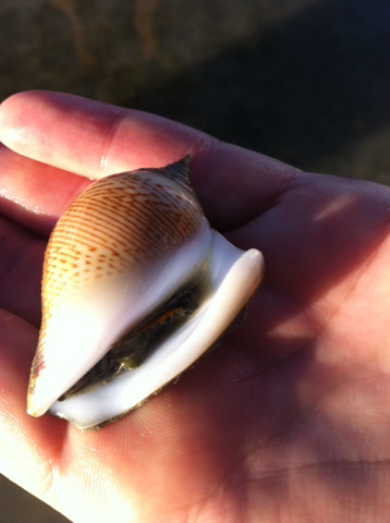 Dog Conch from Coral Esplanade on October 24, 2014 at 05:05 PM by Megan ...
