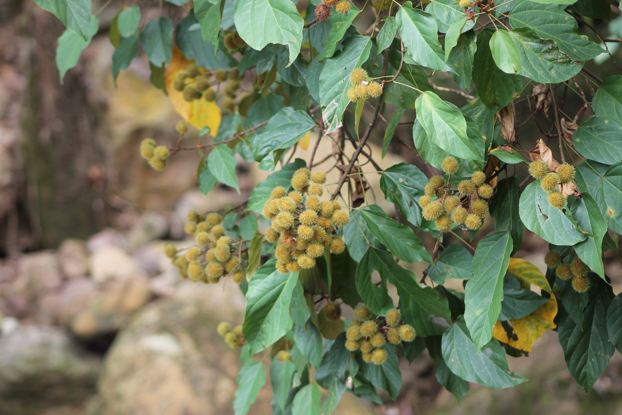 Bixa urucurana Willd.